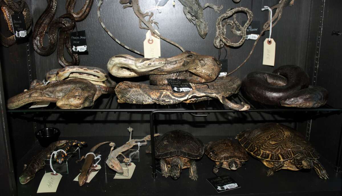 See inside The Wilde Collection oddities shop before tragic fire