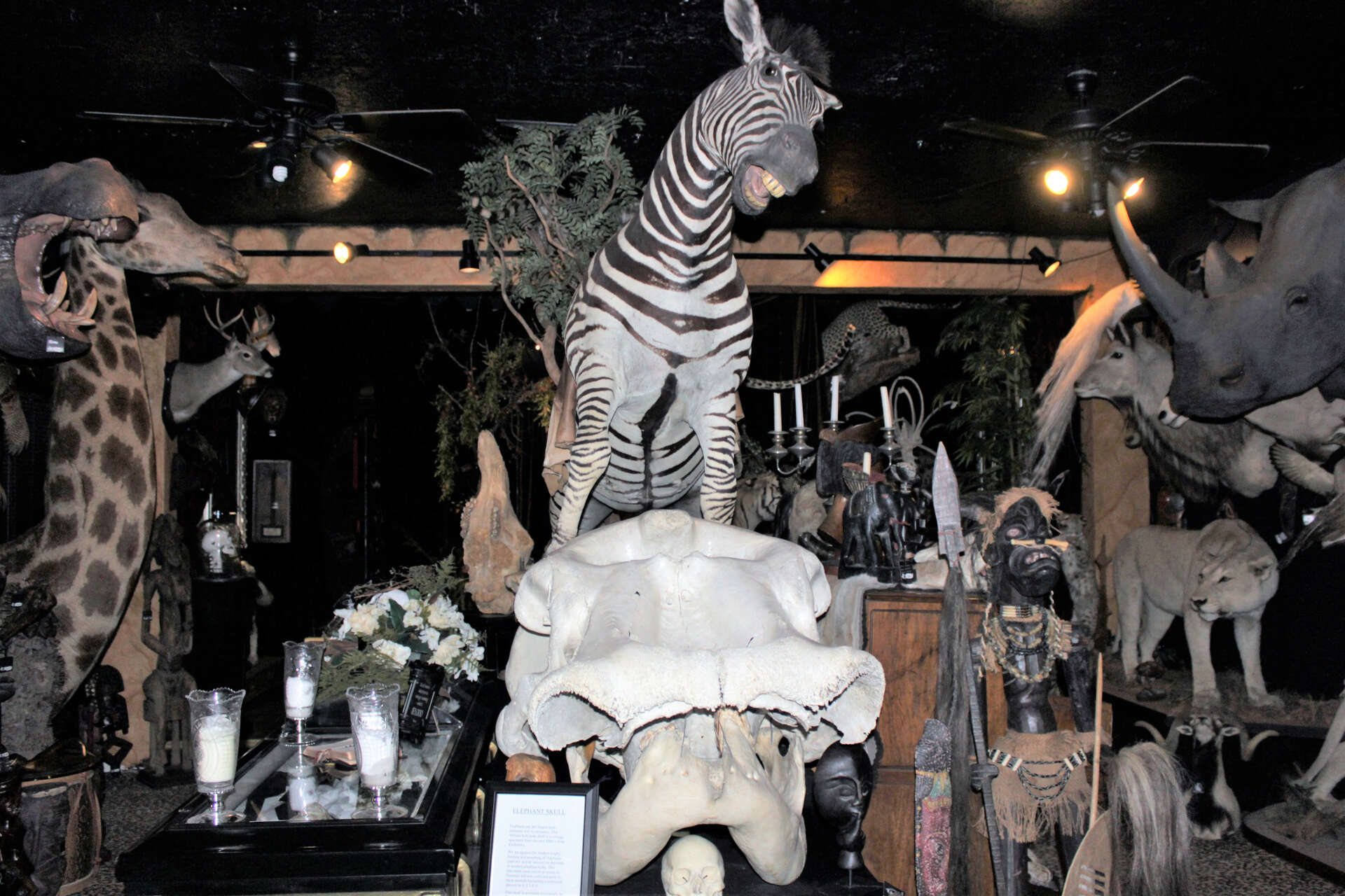 Rogue taxidermy, 'haunted' pieces make this Heights shop Wilde