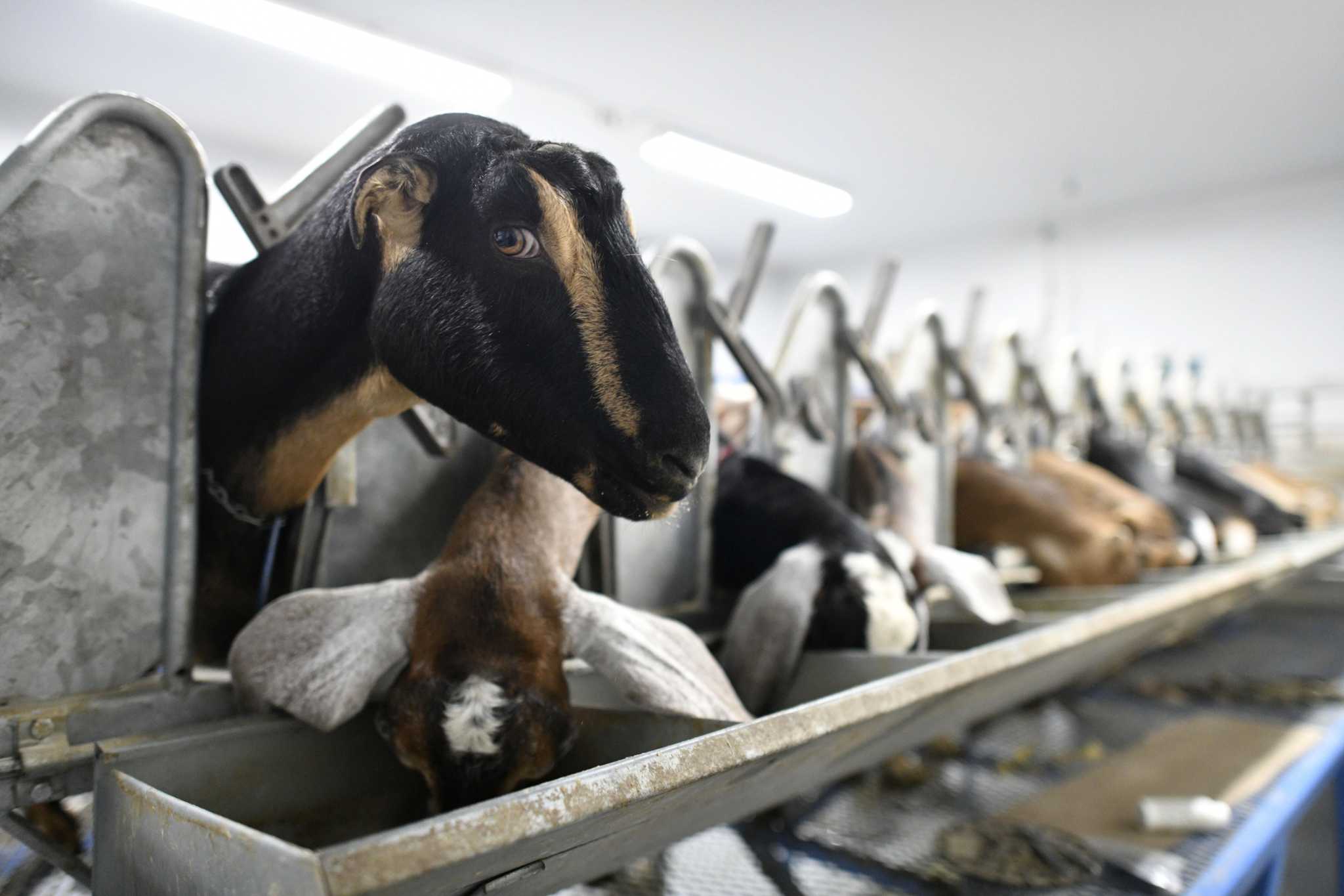 Podcast: Goats: Yes. Goats at dinner theater: No.