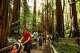 California scientists unravel genetic mysteries of world’s tallest trees