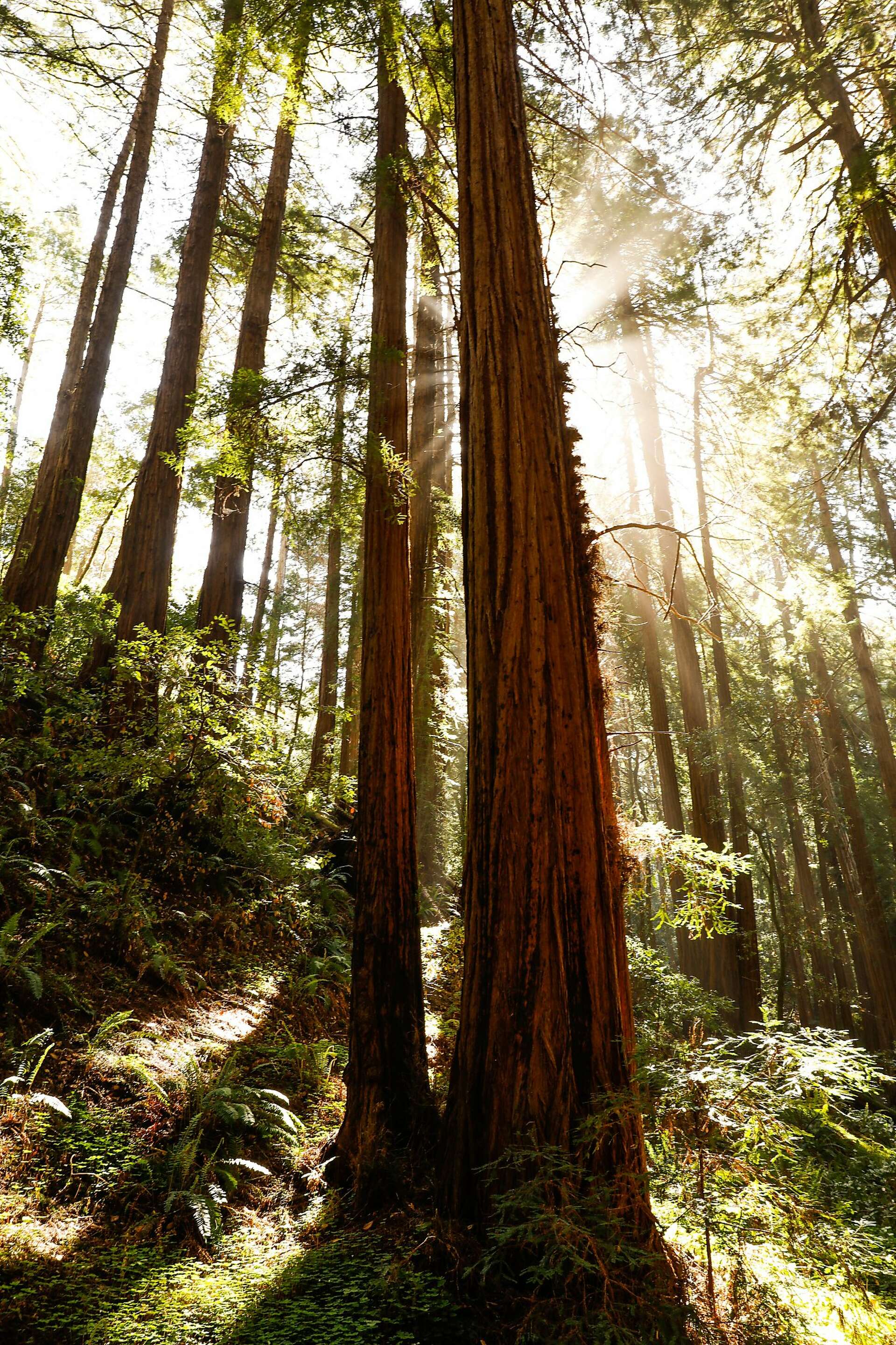 California scientists unravel genetic mysteries of world’s tallest trees