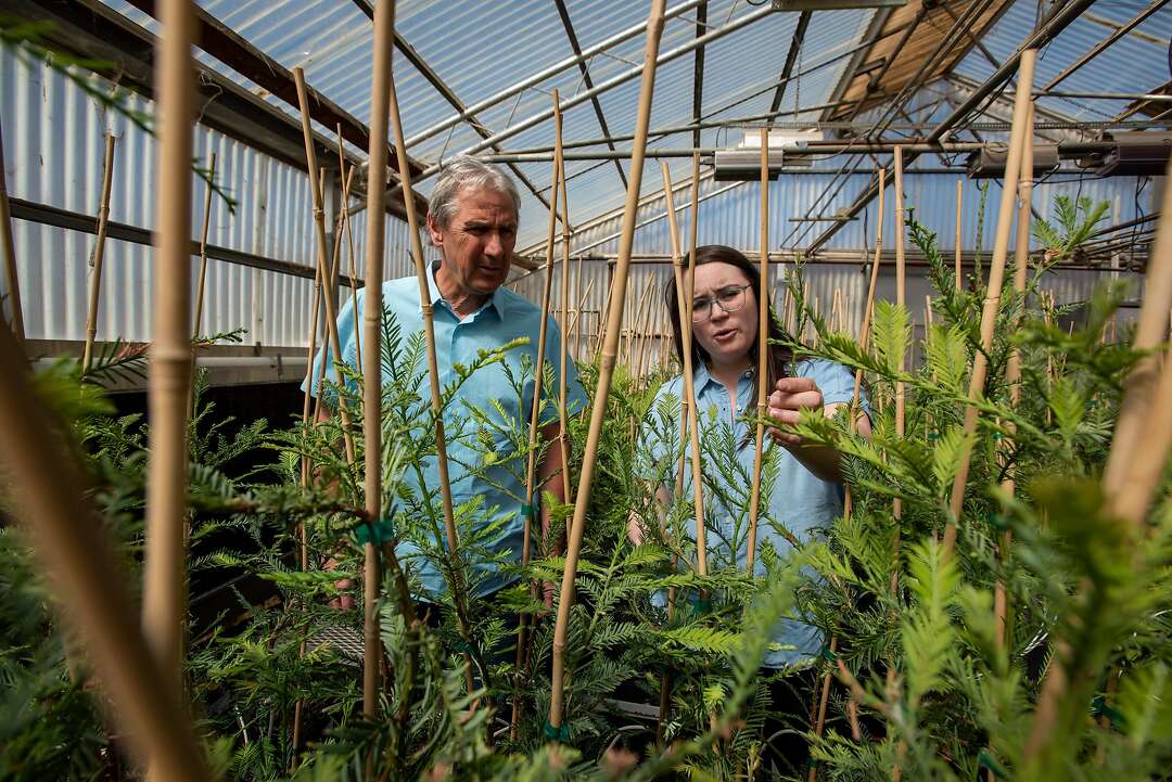 California scientists unravel genetic mysteries of world’s tallest trees