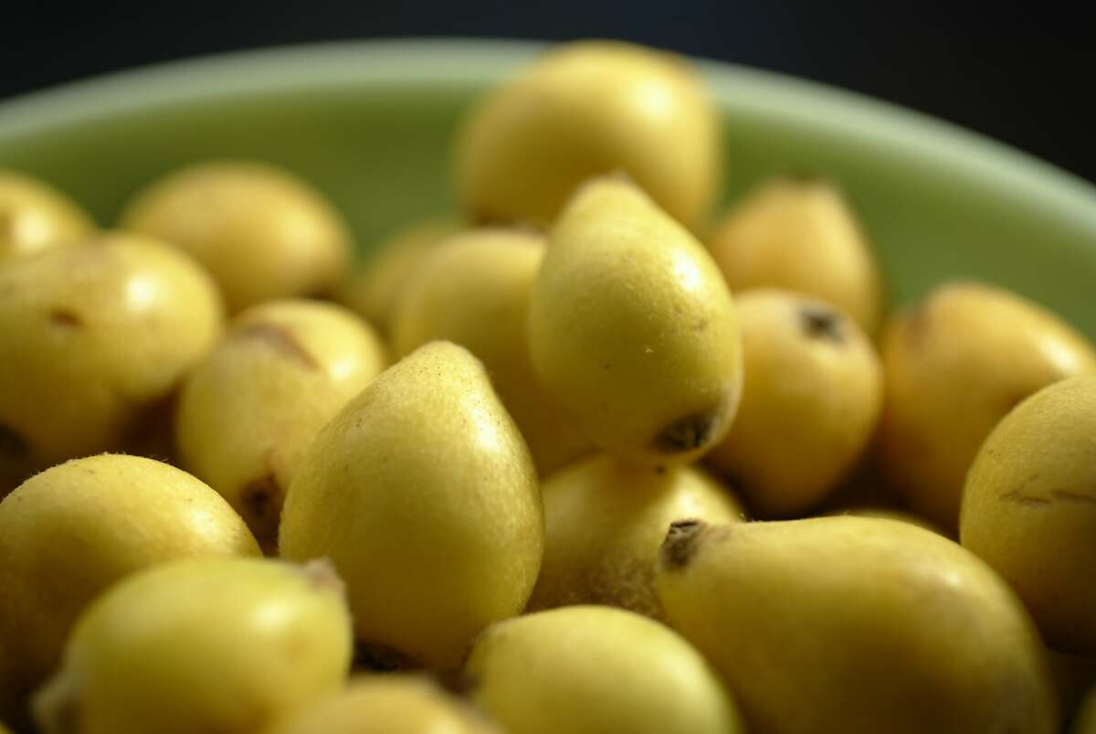15 things to know about loquats, aka 'Chinese plums' or 'nisperos'