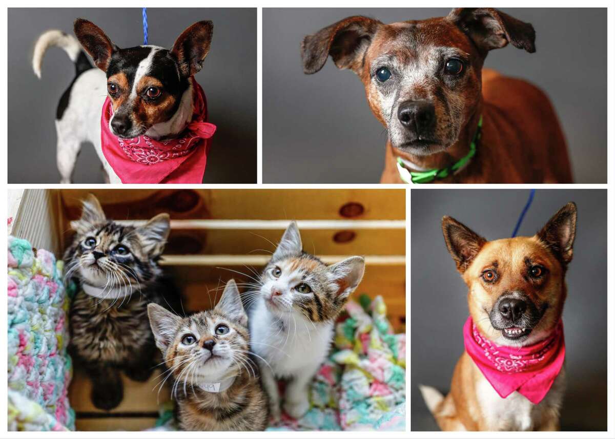 Pets of the Week: BARC Animal Shelter