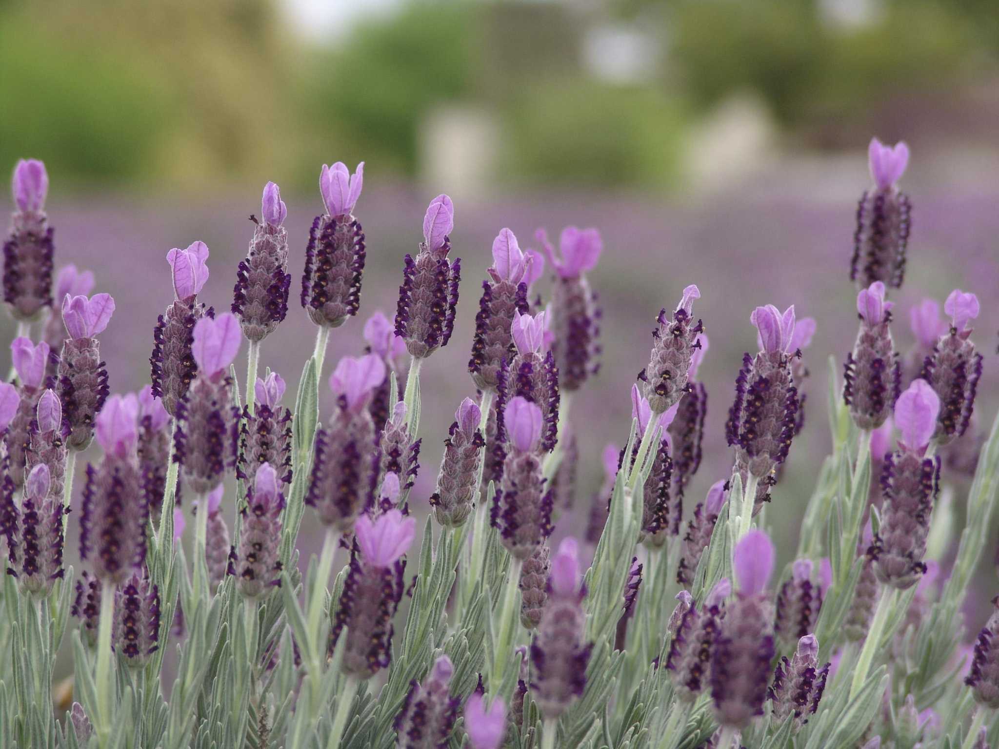 Becker Vineyards’ annual Lavender Fest set for May 4-5