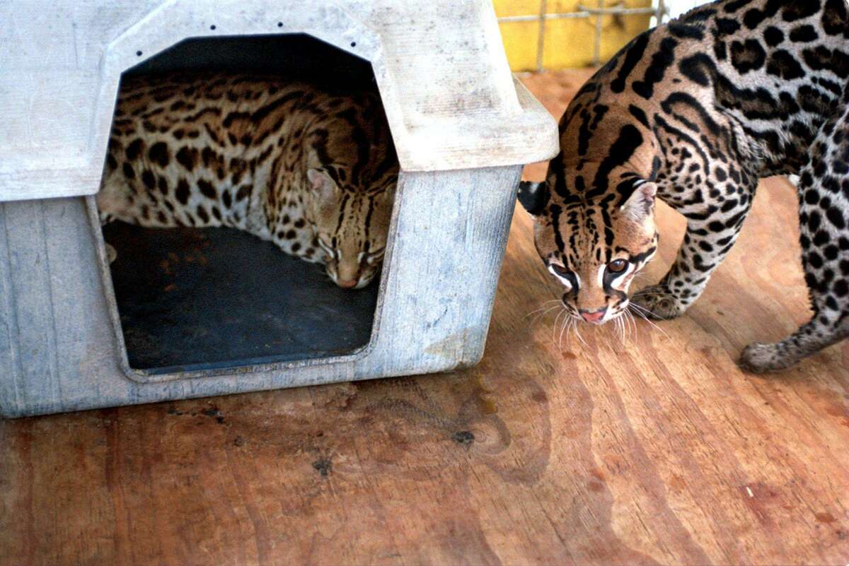 Report: Proposed LNG plants would undo ocelot conservation efforts in ...