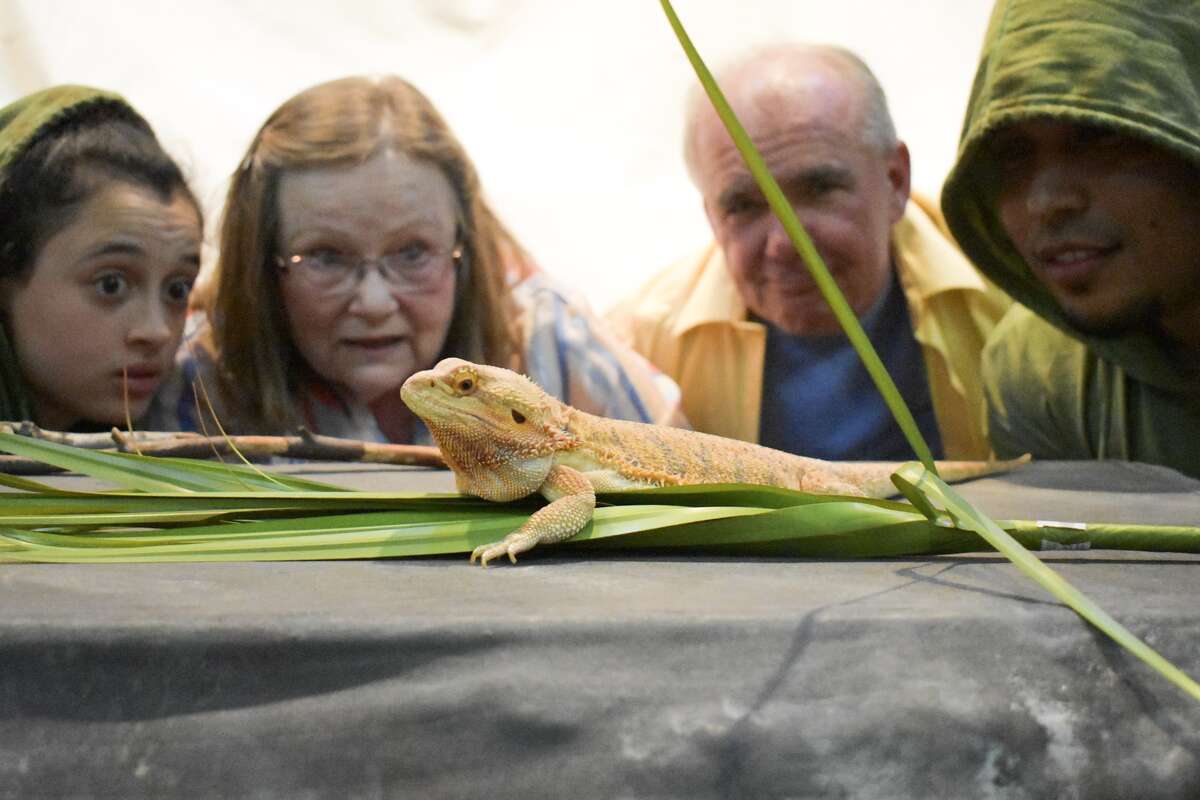 Lizards talk in Confetti Stage's 'Seascape'