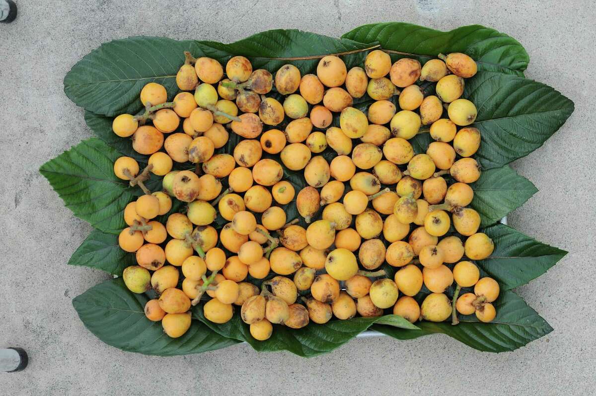 15 things to know about loquats, aka 'Chinese plums' or 'nisperos'