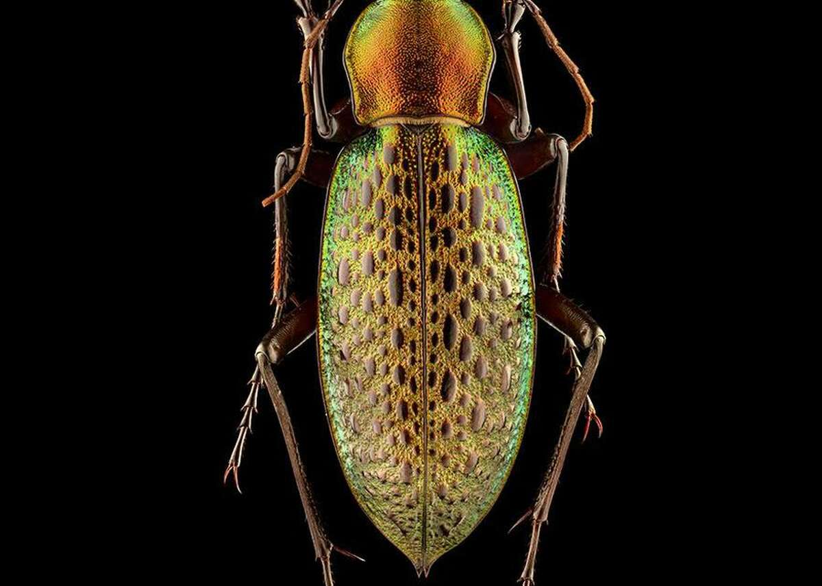 Millions of cicadas to emerge after living underground for 17 years