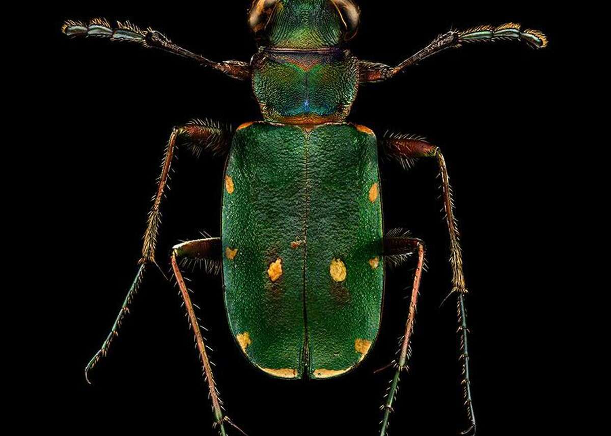 Millions of cicadas to emerge after living underground for 17 years