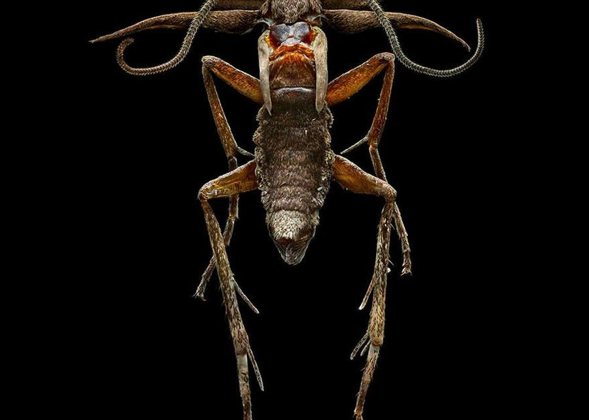 Millions of cicadas to emerge after living underground for 17 years