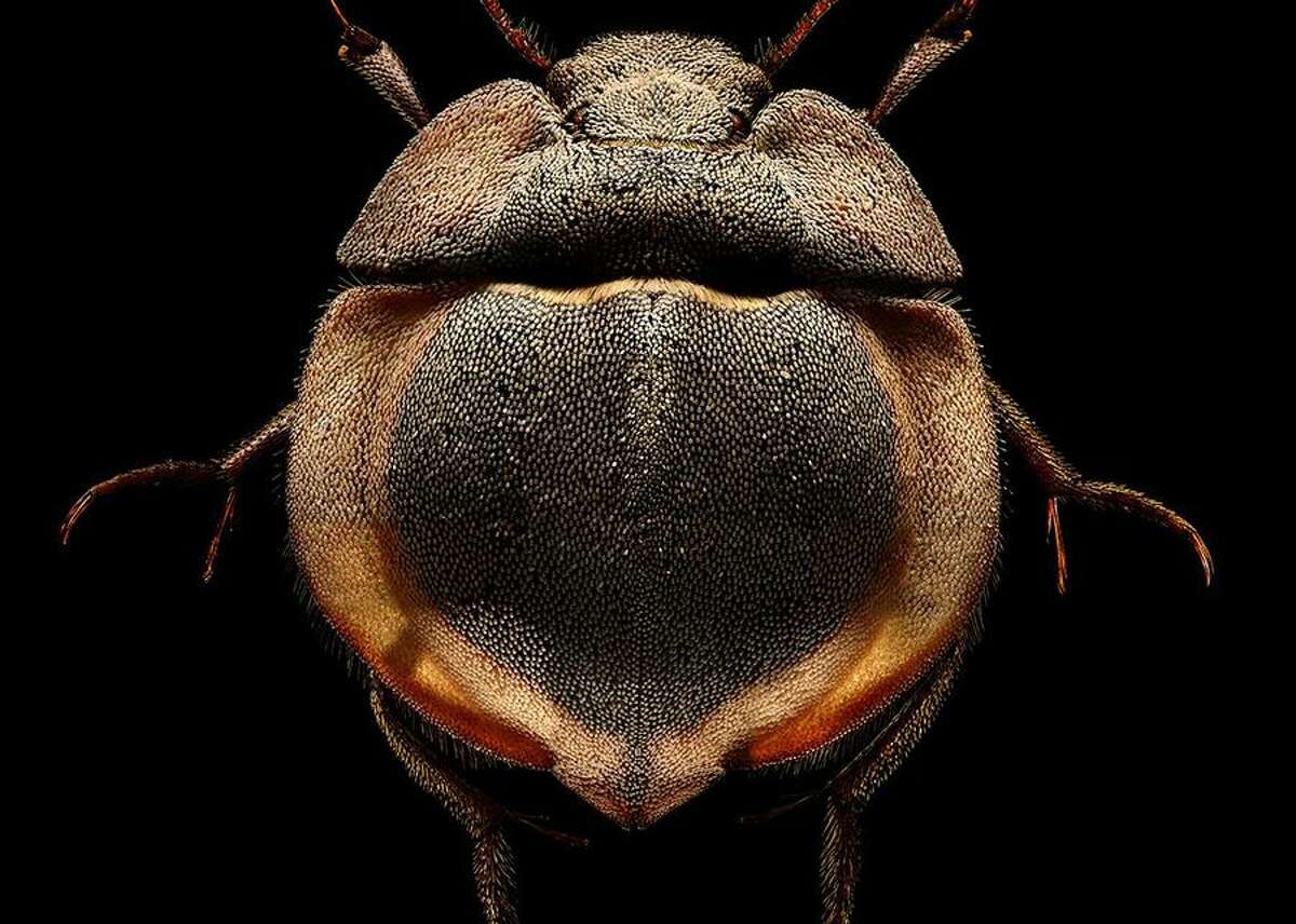 Millions of cicadas to emerge after living underground for 17 years