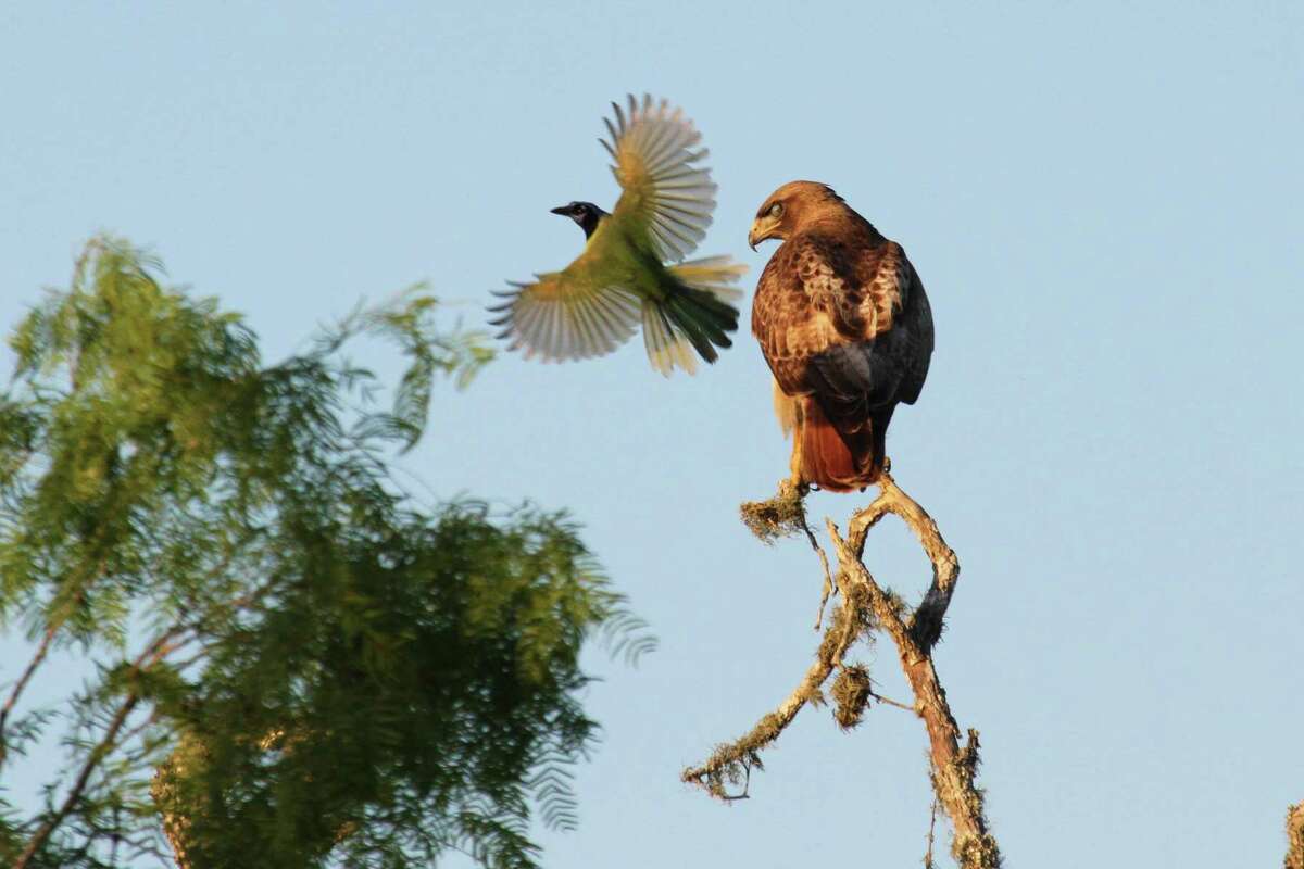 You can learn a lot about a bird from its beak - HoustonChronicle.com