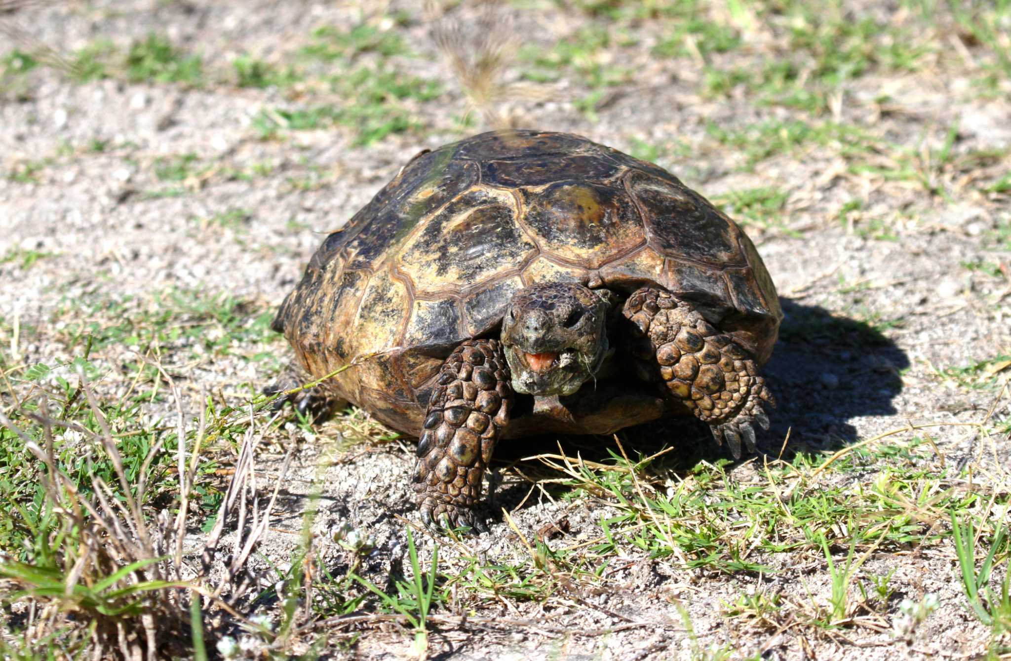 Texas Tortoise turn-in event offers no-penalty option in Laredo