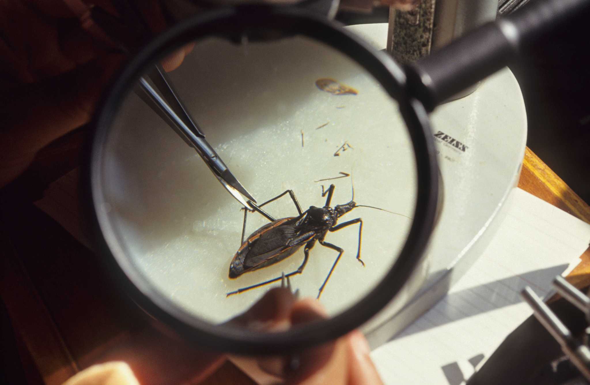 CDC warns blood-sucking 'kissing bugs' are spreading north from South ...