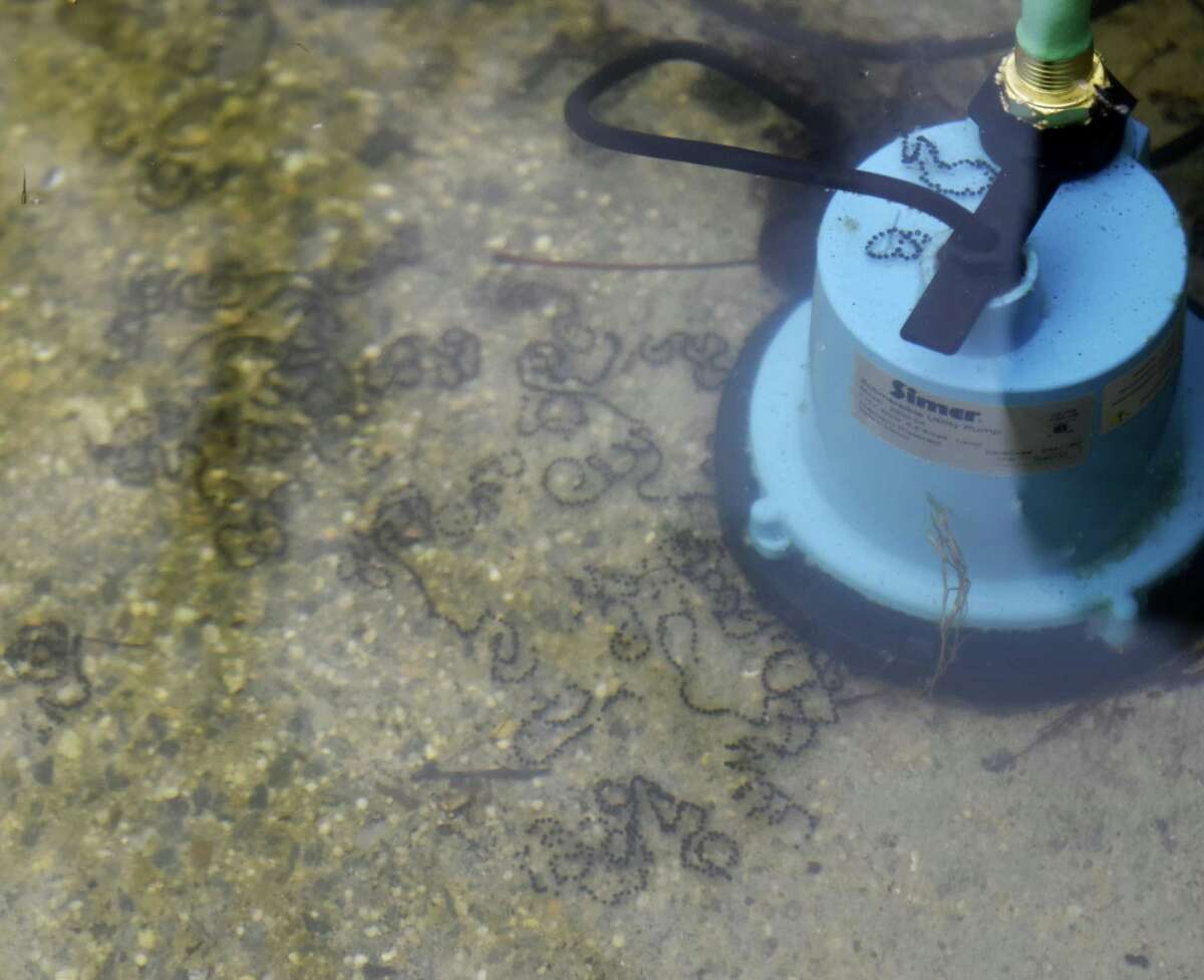 Quick, before they croak: Greenwich neighborhood builds ‘toad ladder ...