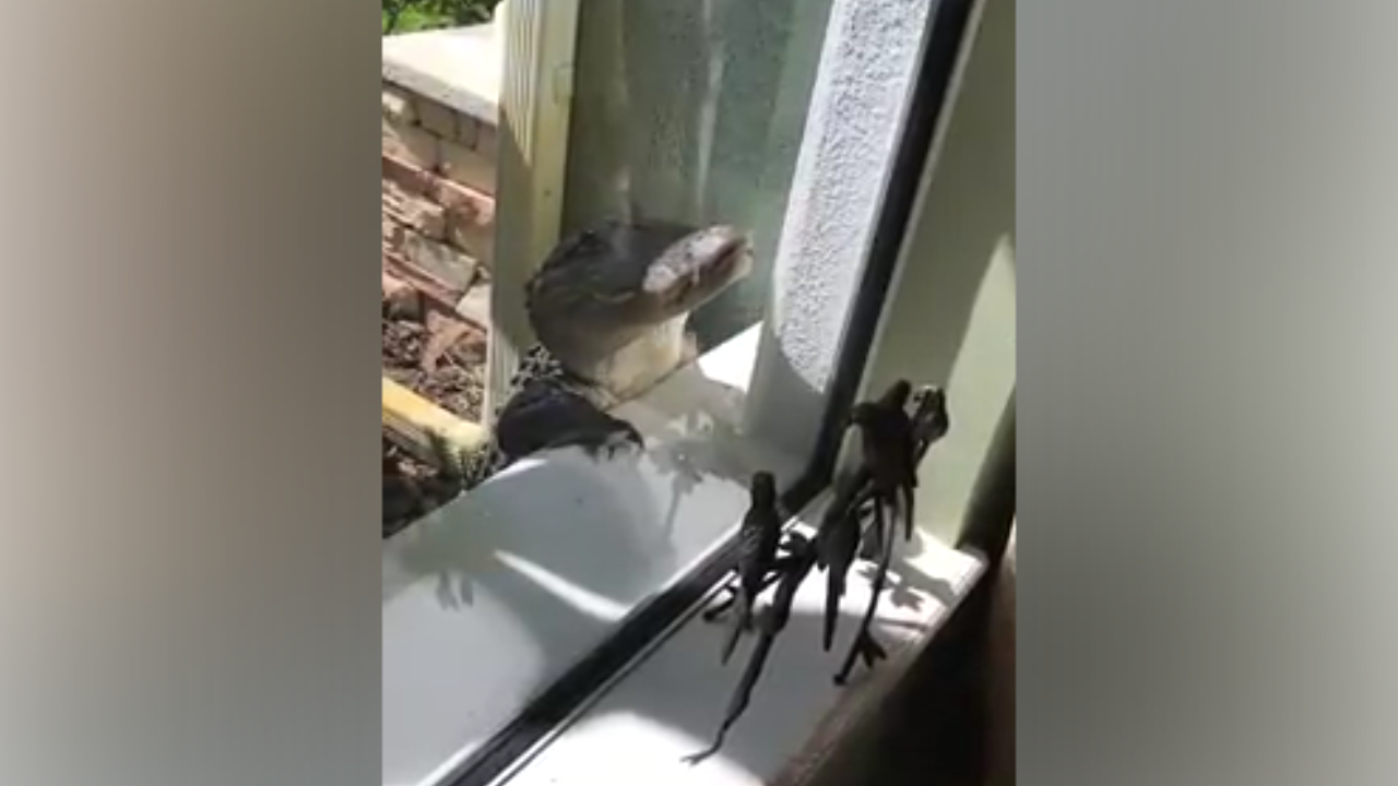 ‘Truly terrifying’: Alligator caught on camera knocking on woman’s ...