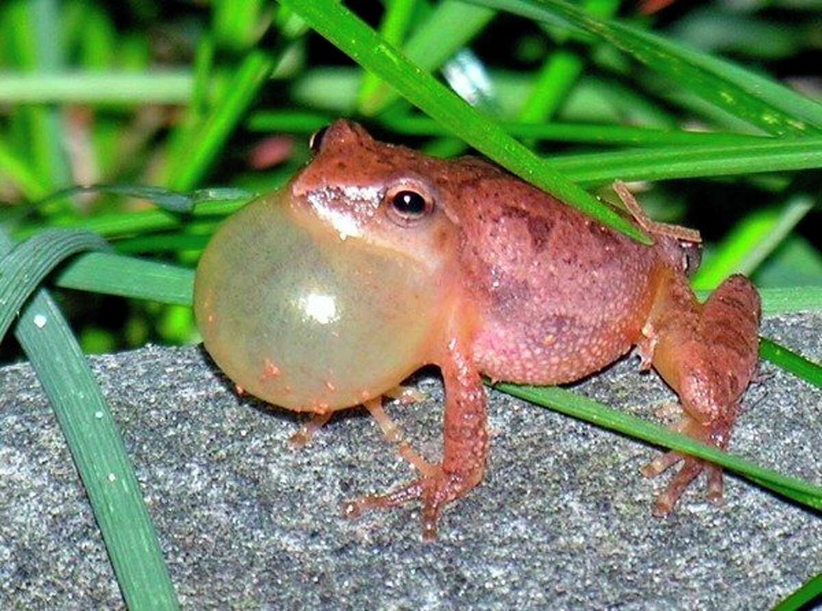 Peep Parade: Many species of frogs call mid-Michigan their pad
