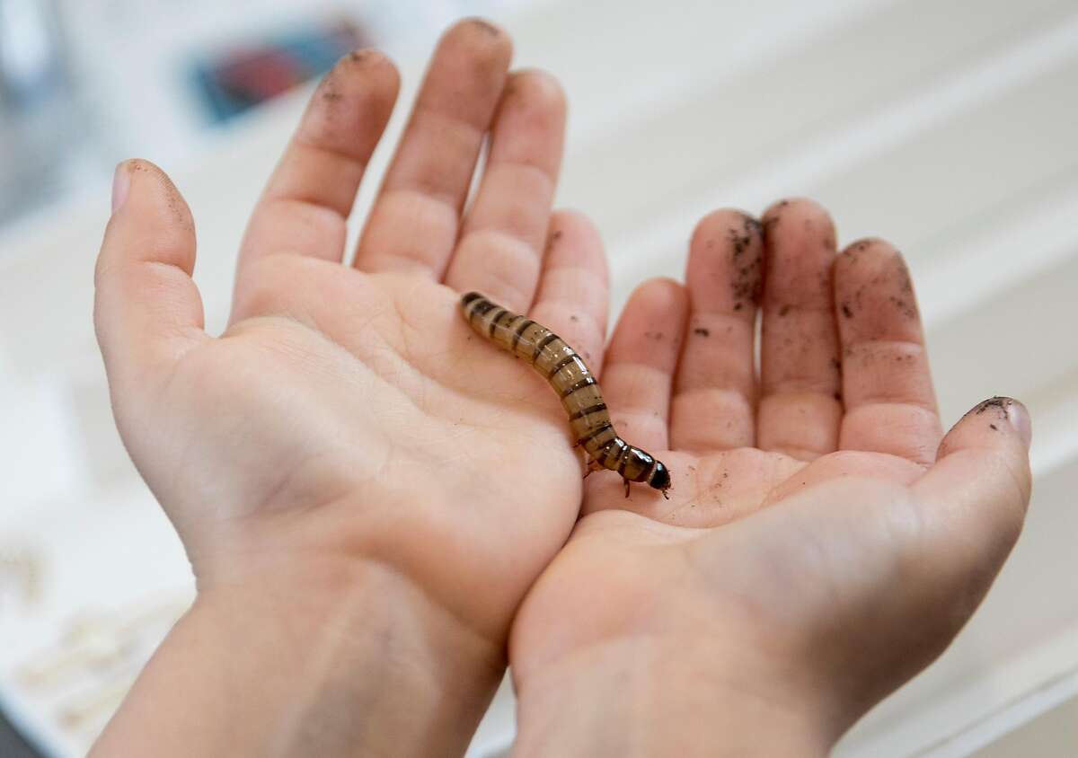 These bugs are not for squishing — Bug Day at SF’s Randall Museum