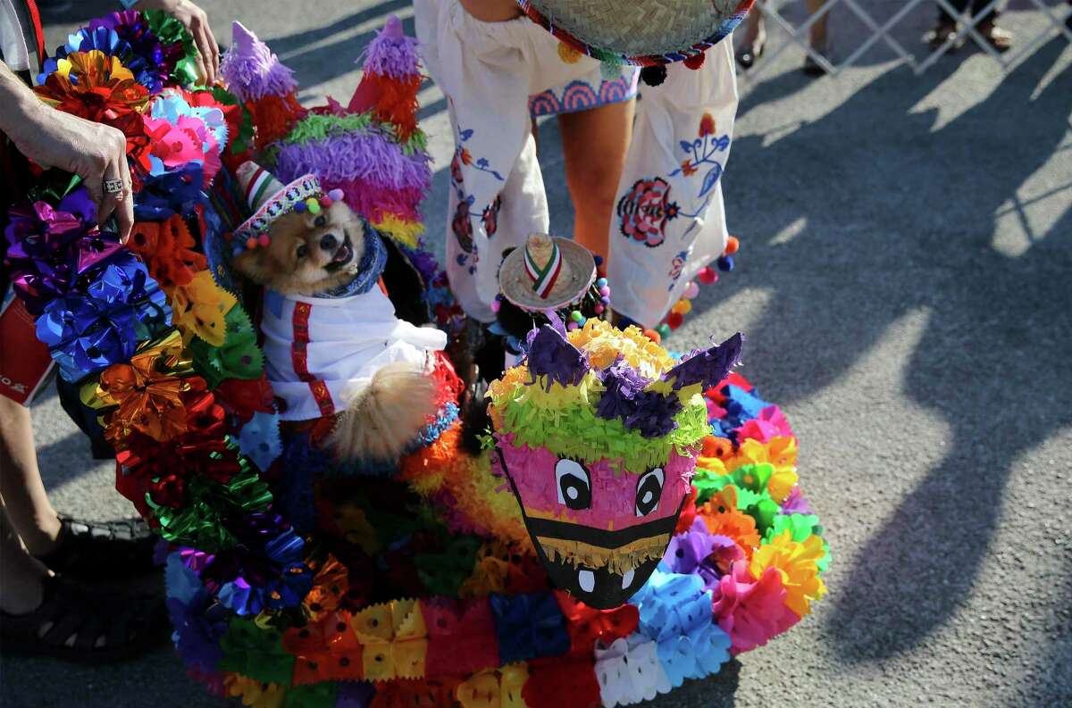 Fiesta Pooch Parade featured hundreds of dogs from across San Antonio