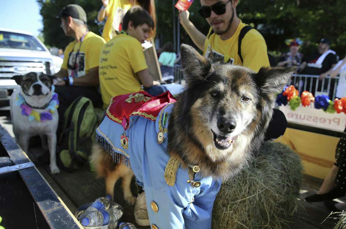 Fiesta Pooch Parade featured hundreds of dogs from across San Antonio