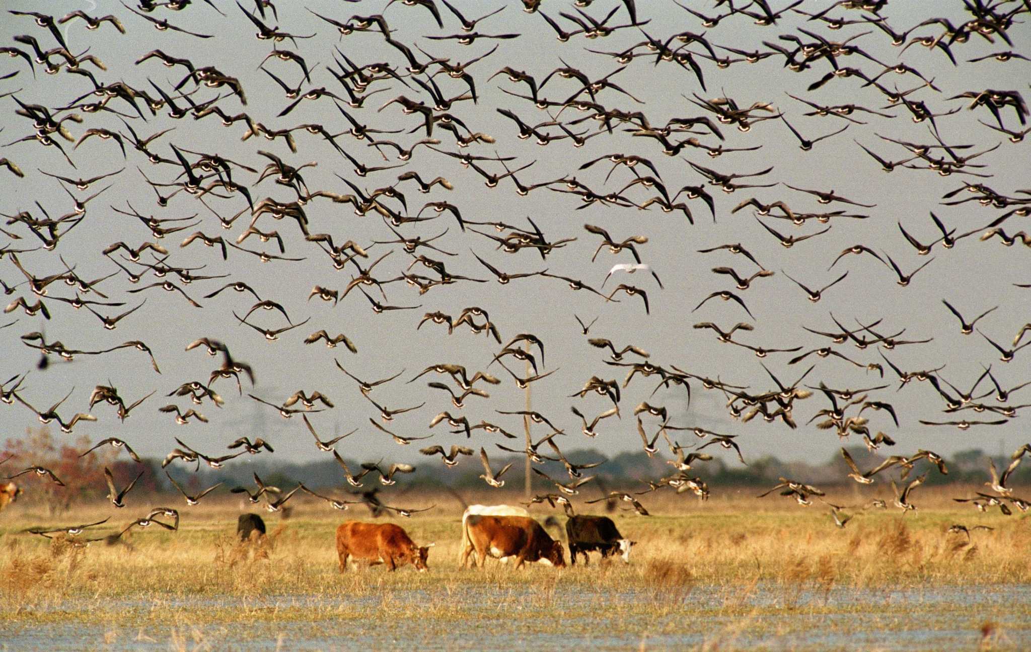 Jerry Walls: Anthropomorphism - a big word relating to humans, animals