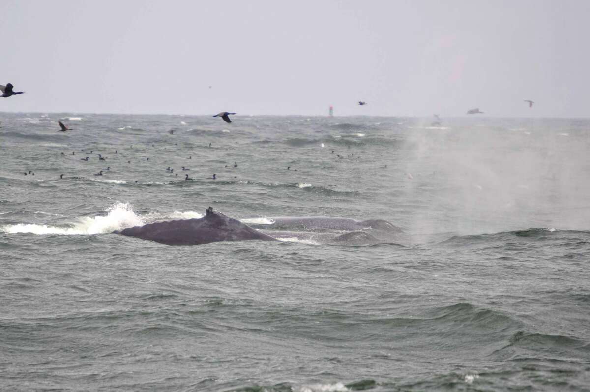 Humpback whales return to the San Francisco Bay: Here's your best ...