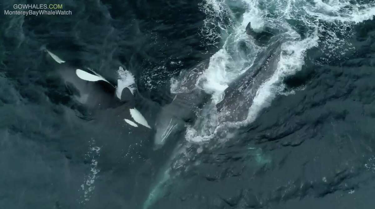 'Showdown in the sea': Orcas swarm and attack gray whale right in front ...