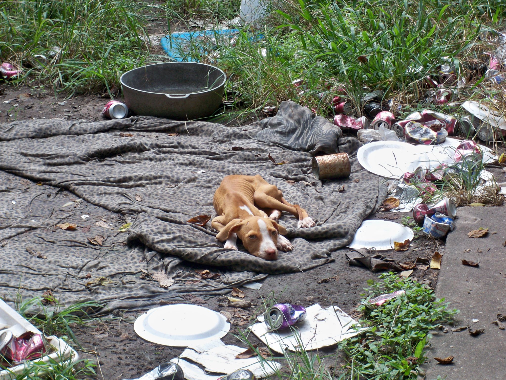 Houston jury takes 4 minutes to sentence woman for starving dogs she ...