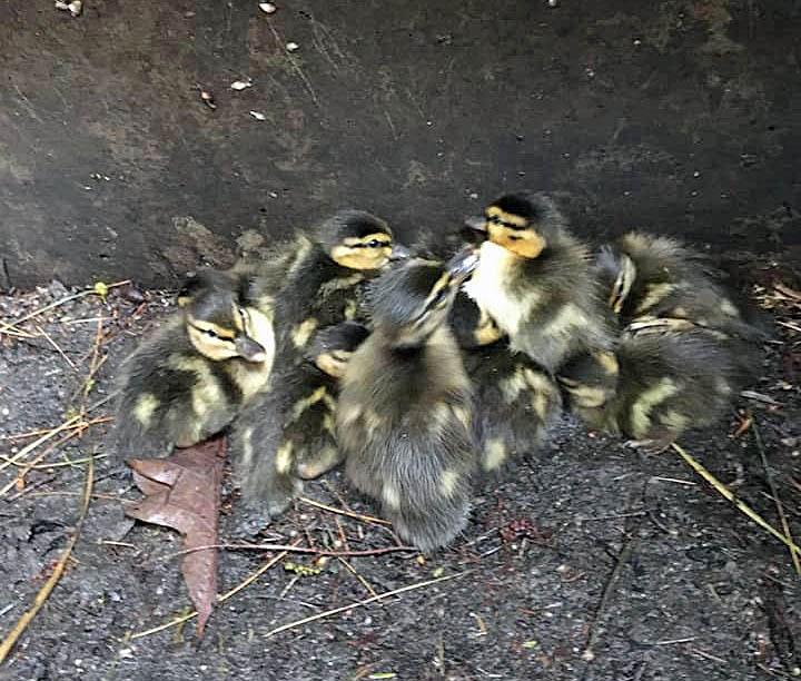 Trapped ducklings rescued; reunited with mother