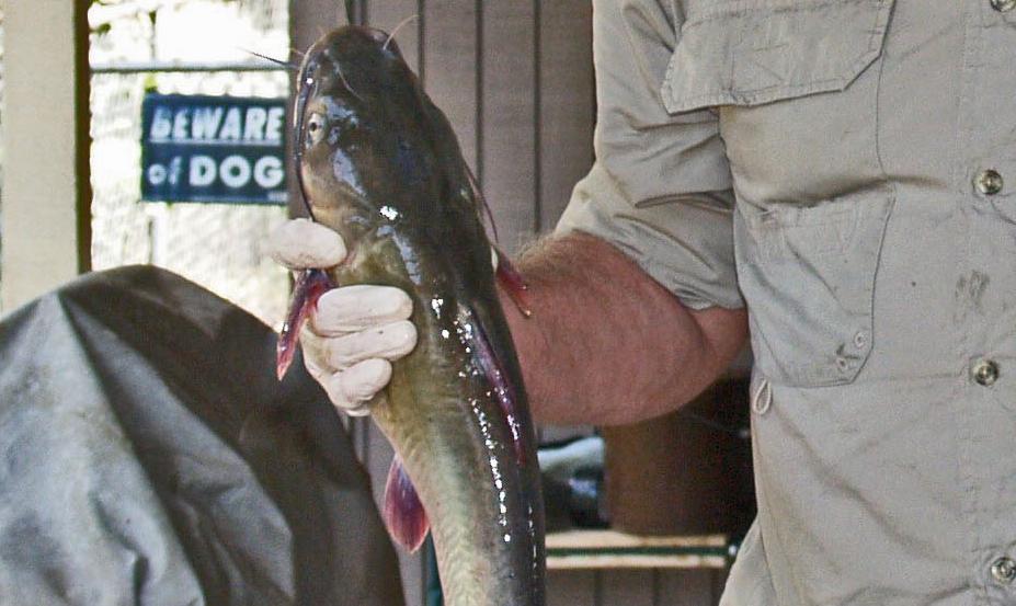 OUTDOORS: Teaching new anglers to handle fish properly