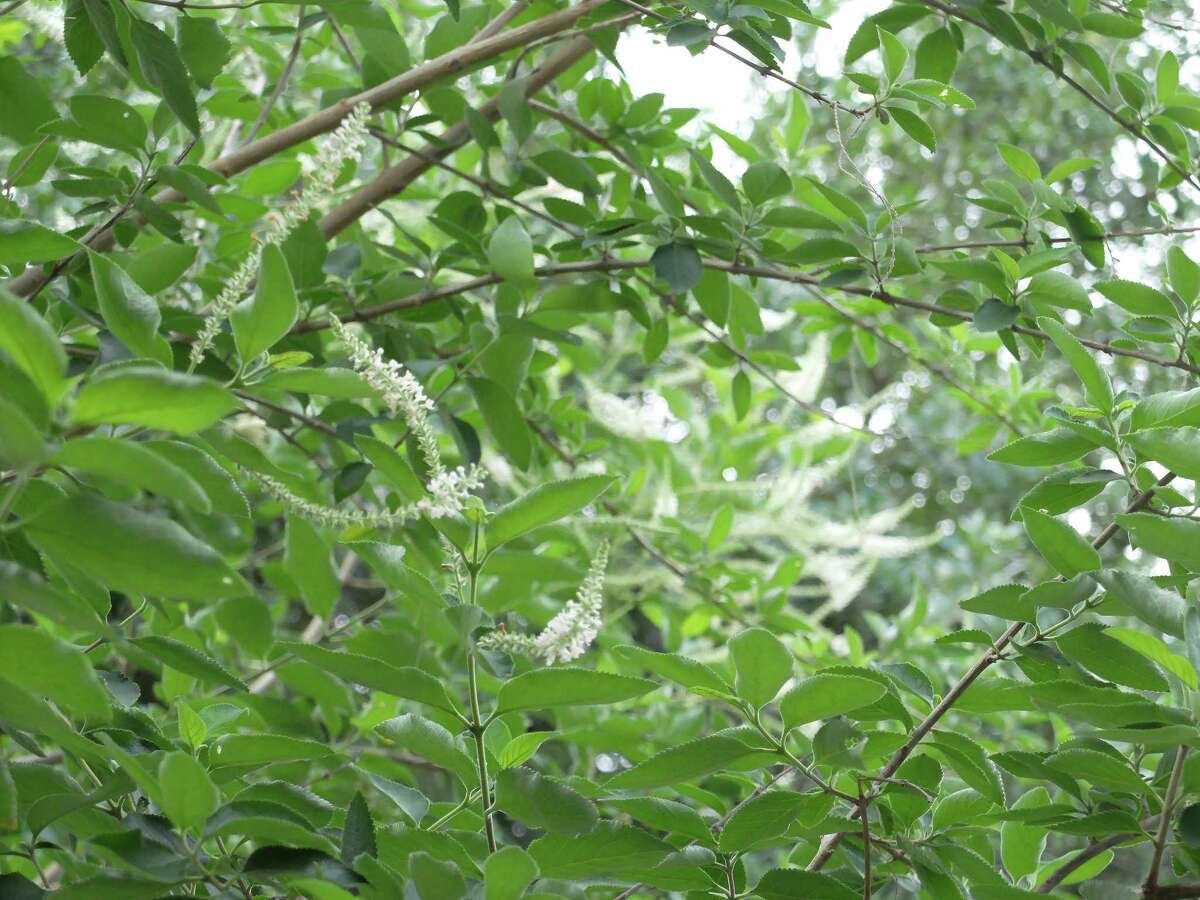 Two Houston landscape masters are gone, but their gardens thrive