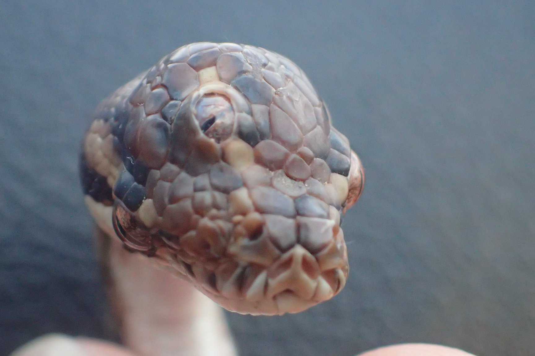 Slithering surprise: Rangers find three-eyed snake on highway