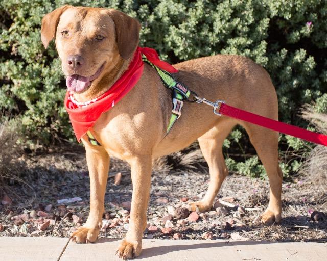 Permian pups also fight for housing in fastest-growing U.S. city