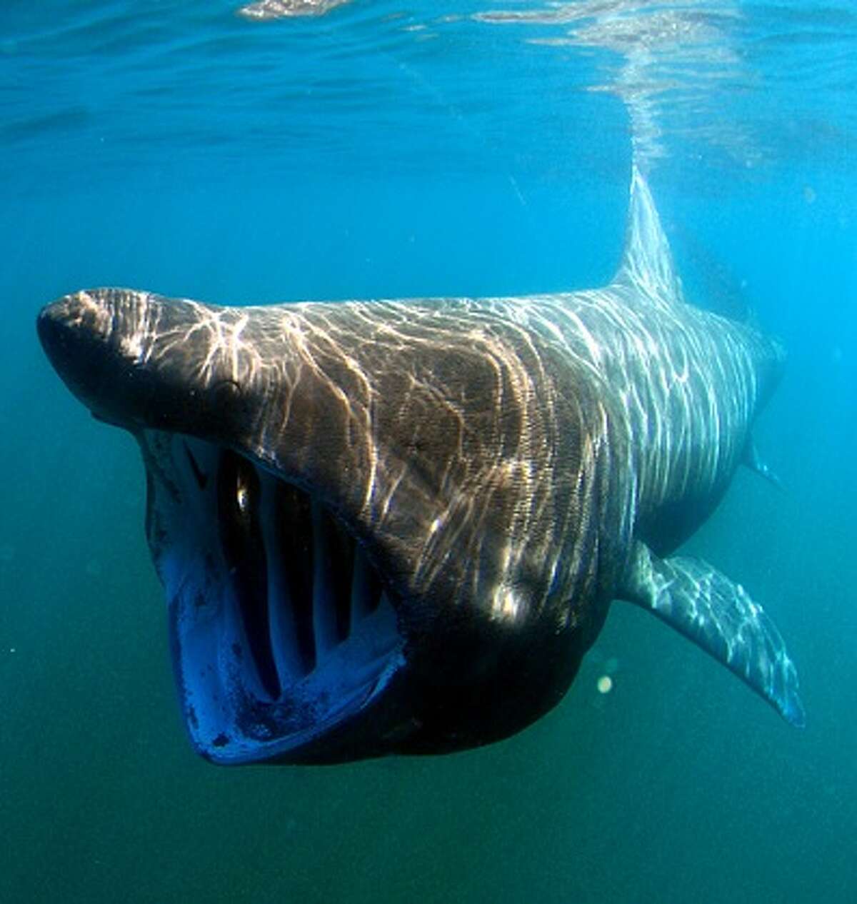 Sharks as big as small yachts spotted off California coast after 30 ...