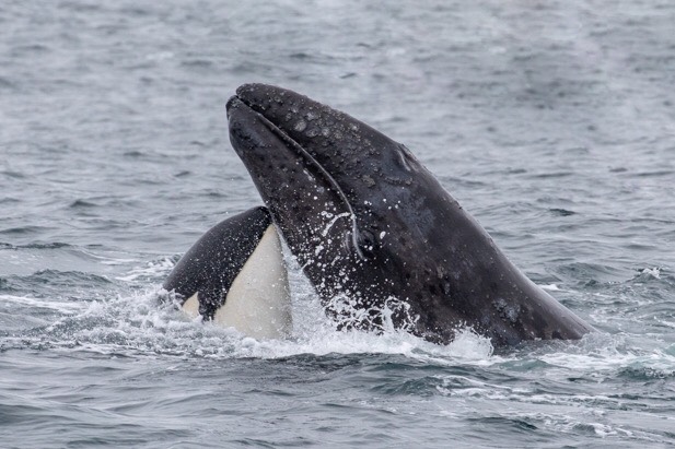 'Friendly pod' of killer whales ram and kill gray whale near Carmel Bay ...