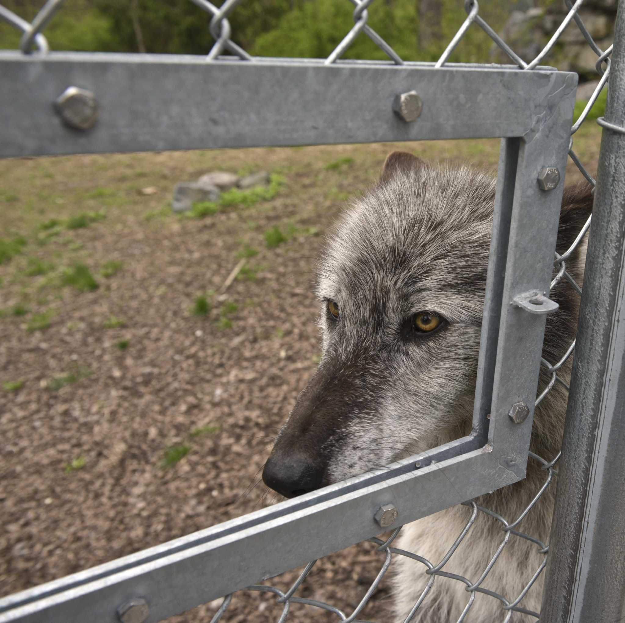Local wolf group advocates to keep protections for gray wolves