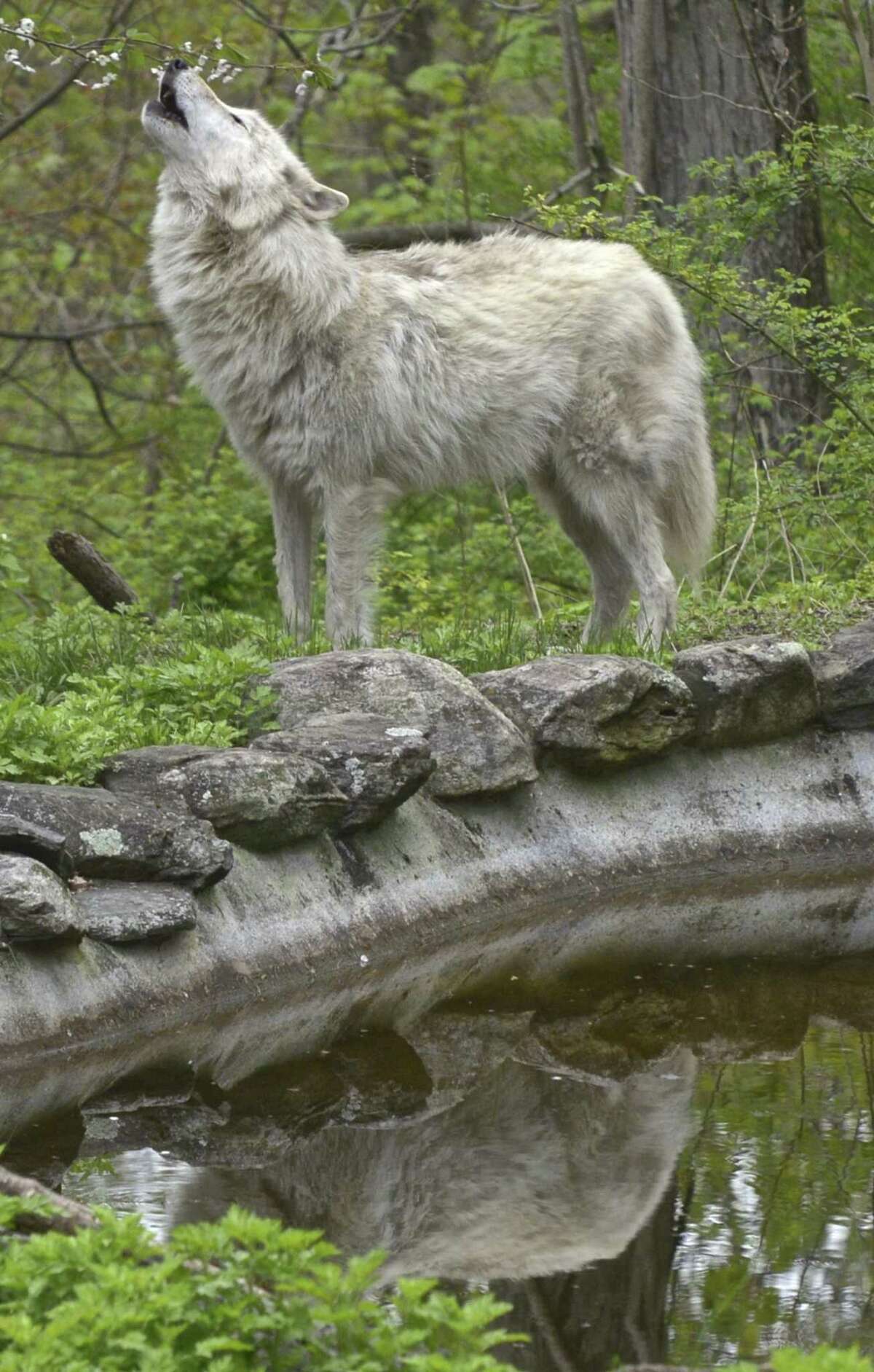 Local wolf group advocates to keep protections for gray wolves