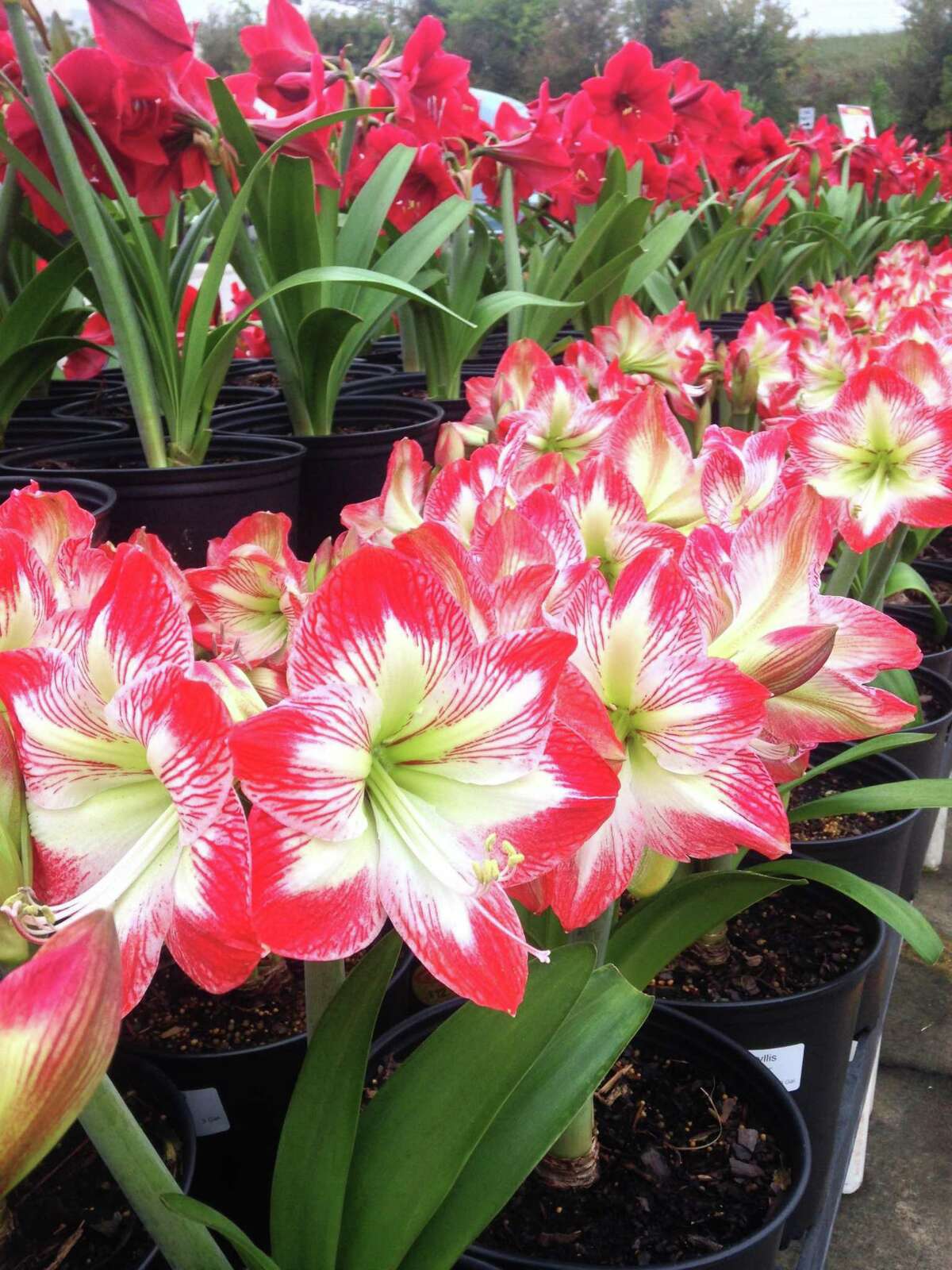 Houston's best nurseries for indoor and outdoor plants