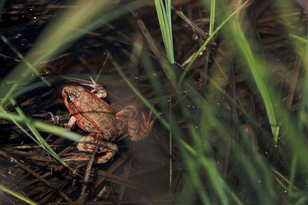 Red-legged frogs — once killed off in Yosemite — are back, with help ...