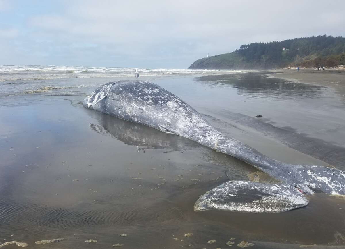 Update: 2 dead grey whales wash ashore, raising total to 13 in Wash ...