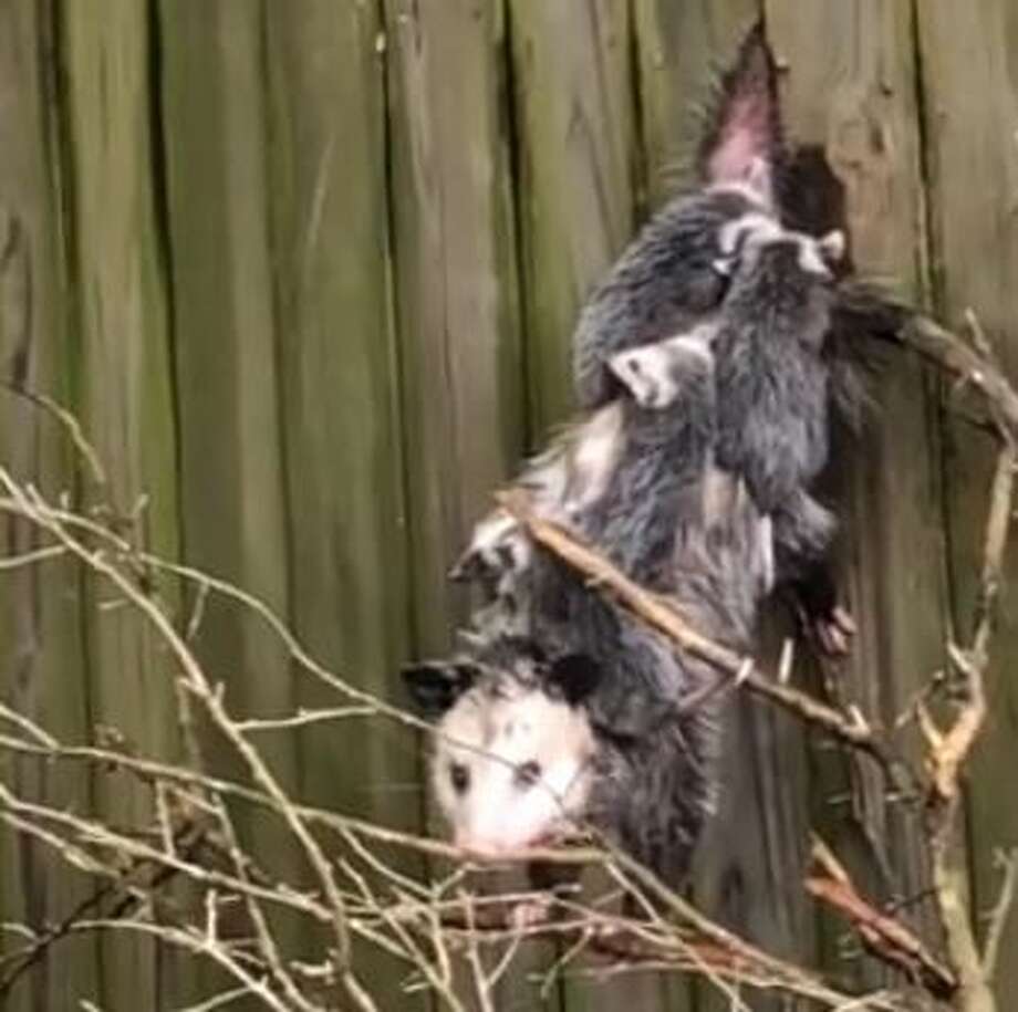 Video shows adorable momma opossum caring for babies despite being ...