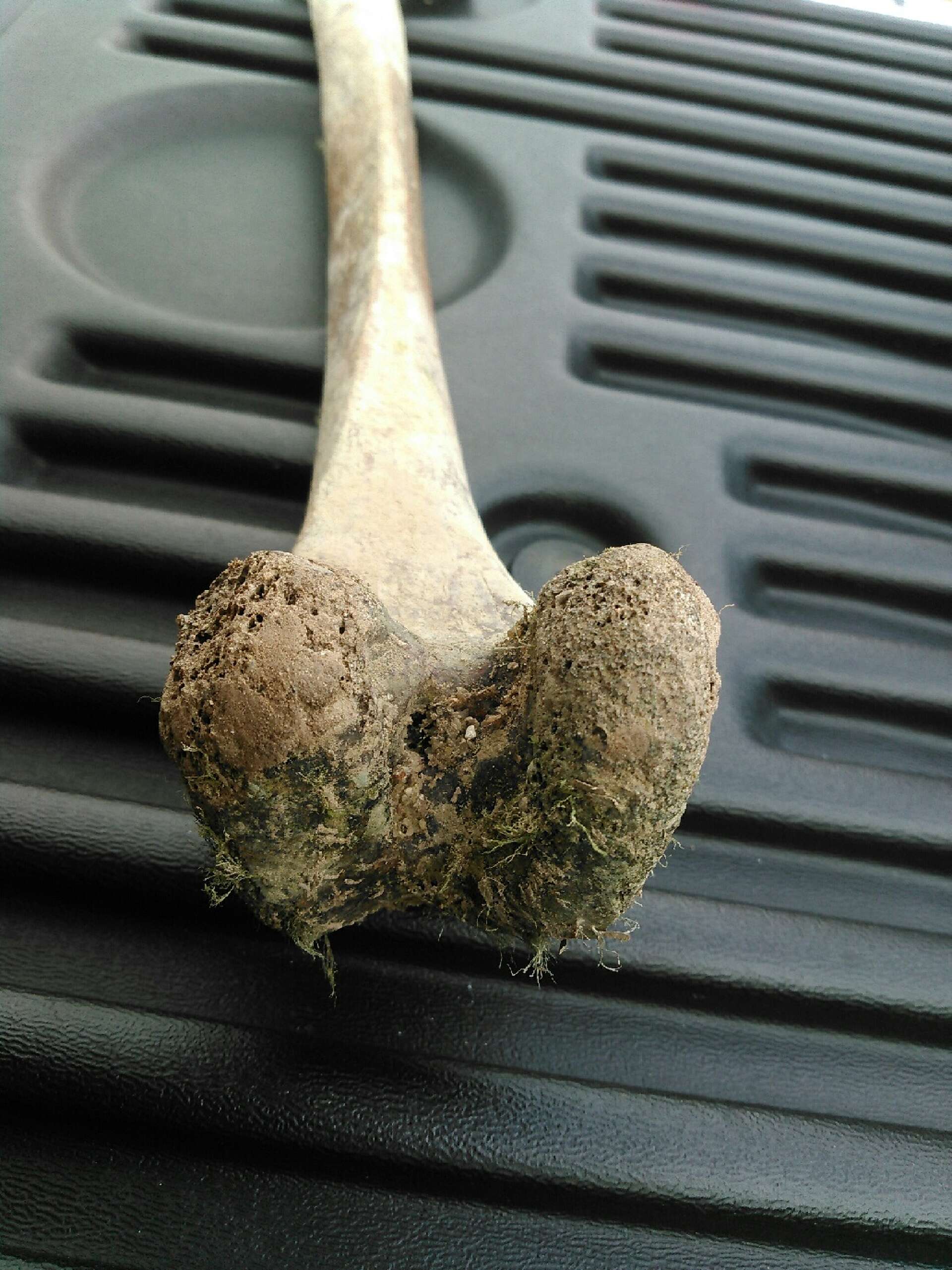 800-year-old human femur discovered in Texas along Brazos River