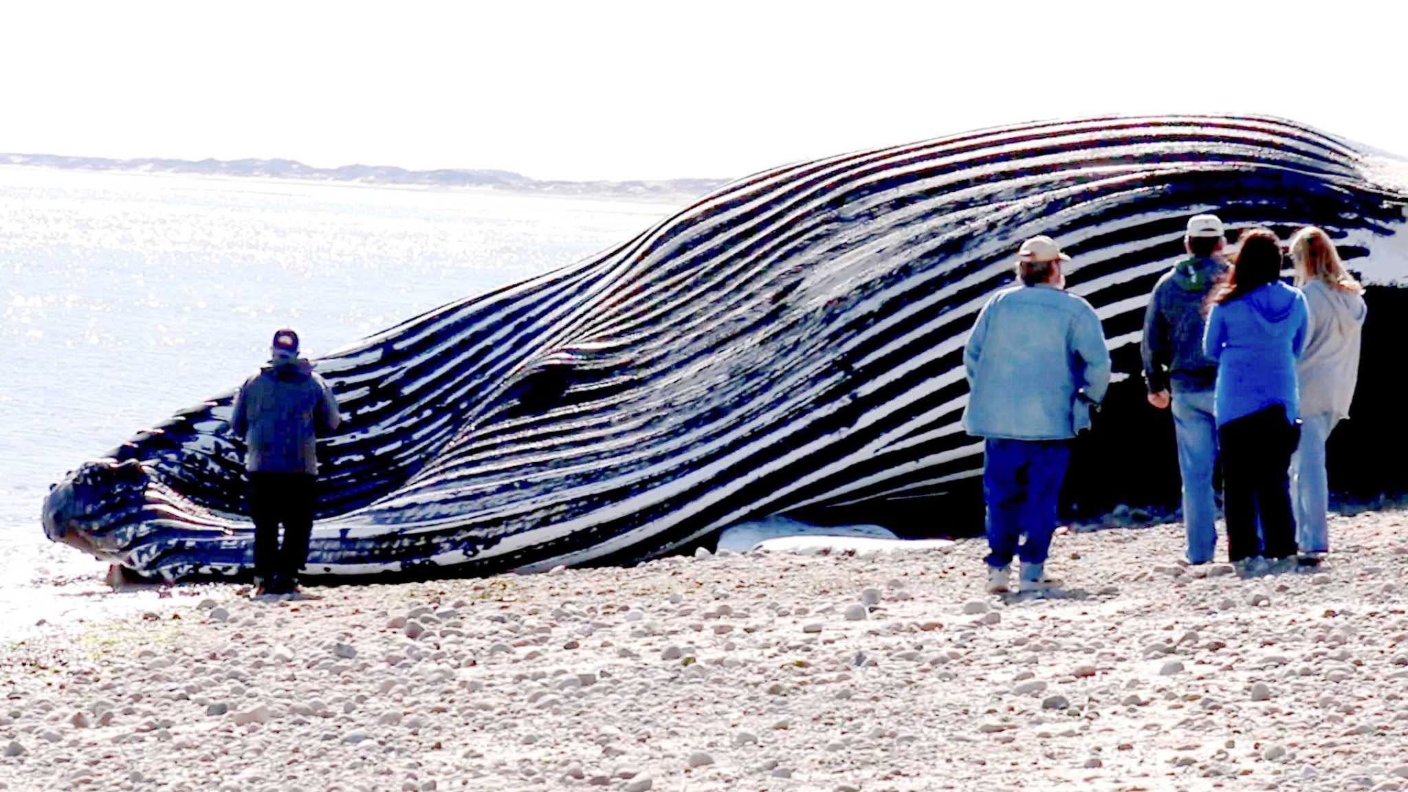 40-ton humpback whale washes ashore in Massachusetts