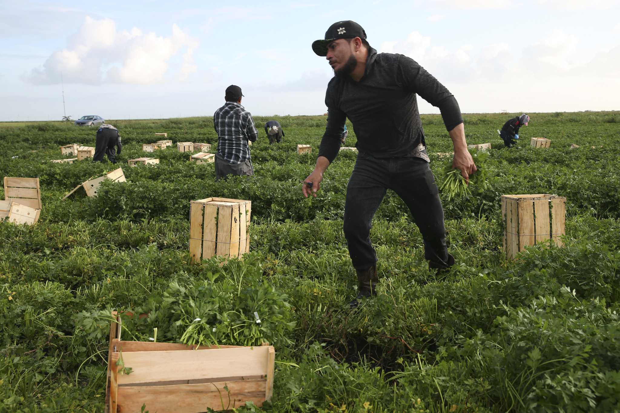 Tricked and brutalized, farmworkers face a battle for their pay, rights ...