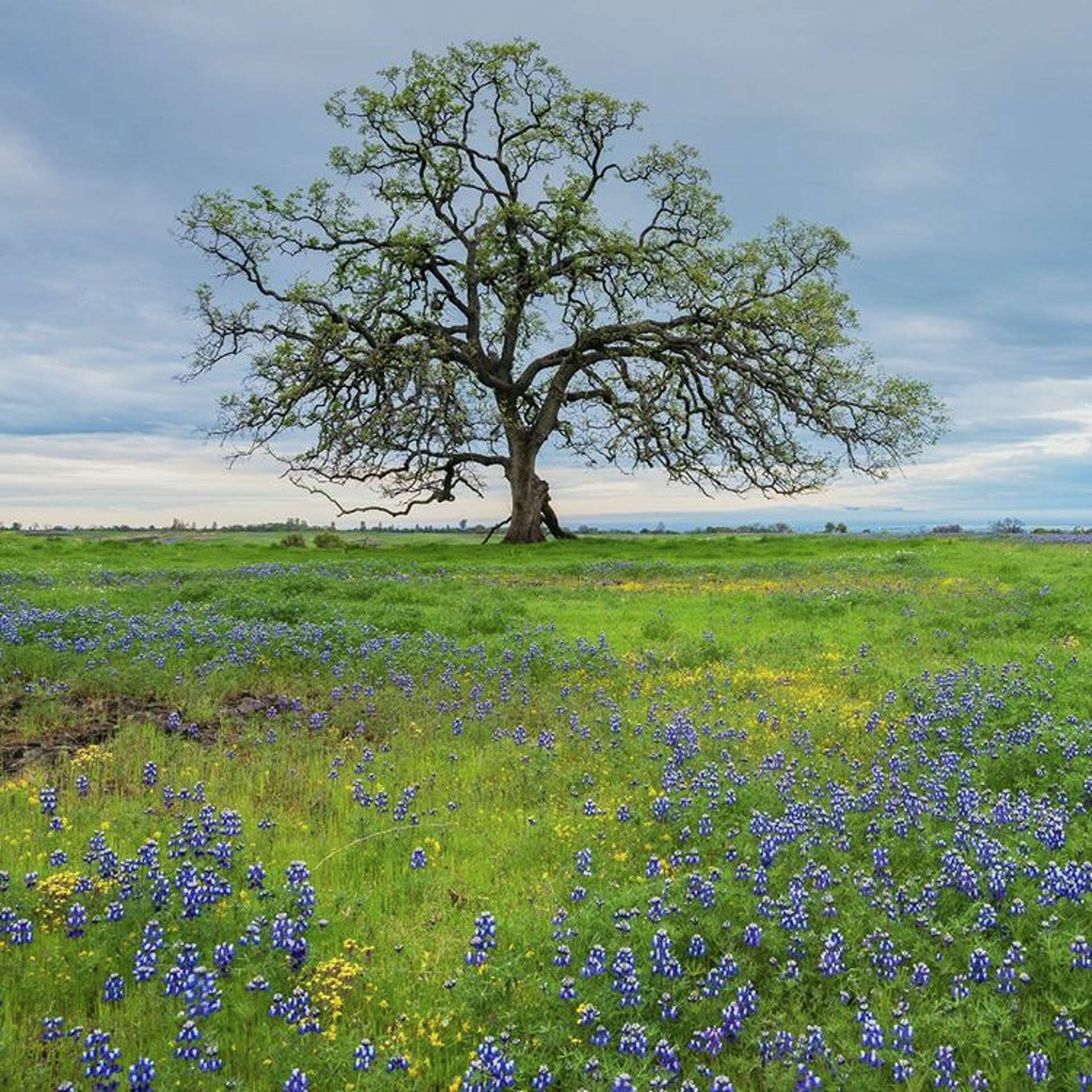 Move over, SoCal — this NorCal county's wildflowers are dazzling
