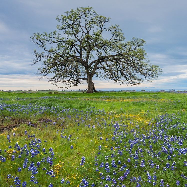 Move over, SoCal — this NorCal county's wildflowers are dazzling