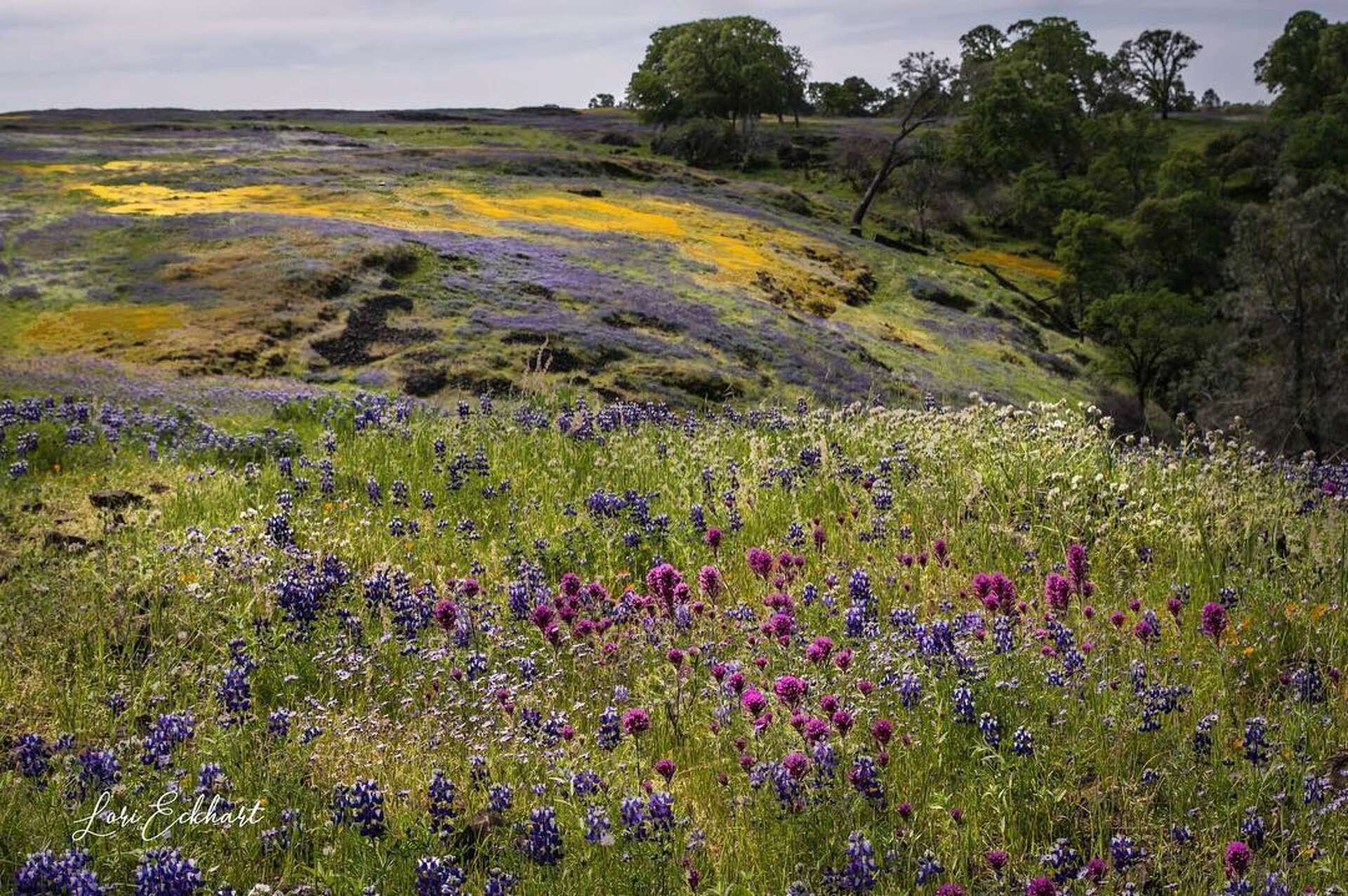 Move over, SoCal — this NorCal county's wildflowers are dazzling