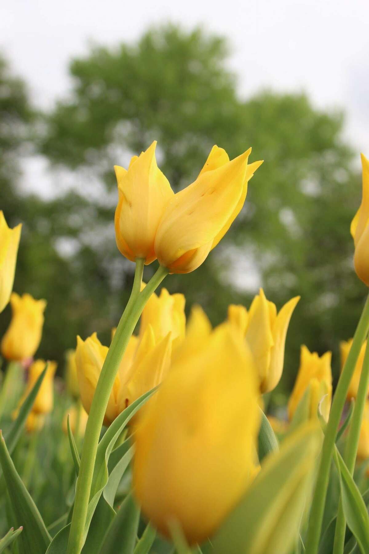 Here are this year's Tulip Photo Contest winners