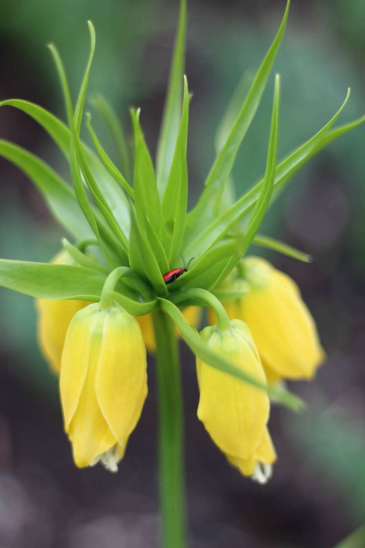 Here are this year's Tulip Photo Contest winners
